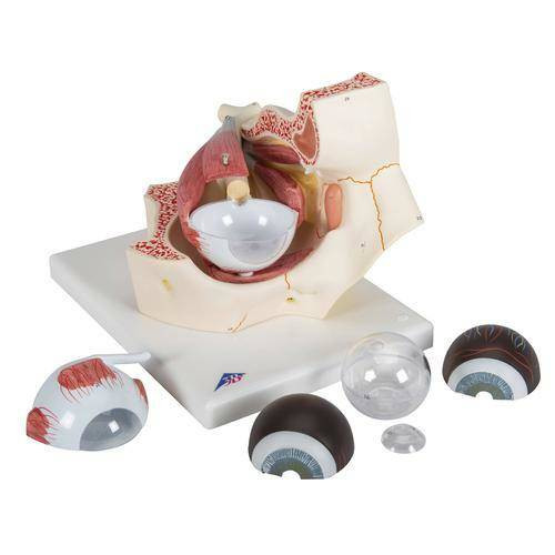3B Scientific Human Eye Anatomy Model | Anatomy Warehouse