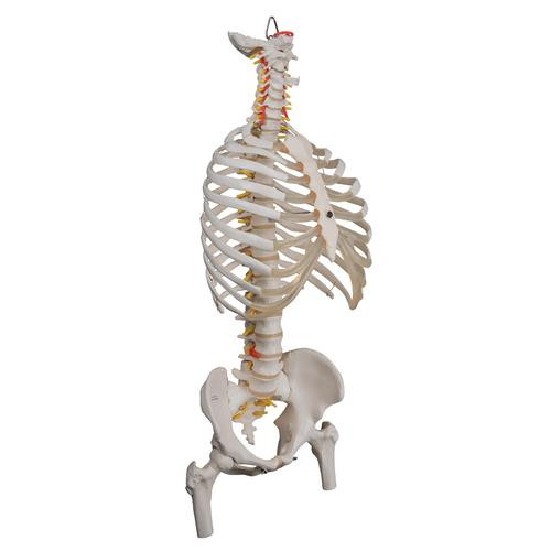 3B Scientific - Classic Flexible Spine Anatomy Model With Ribs and ...