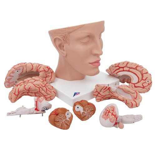 3B Scientific - Half Human Head with Deluxe Brain with Arteries Anatomy ...