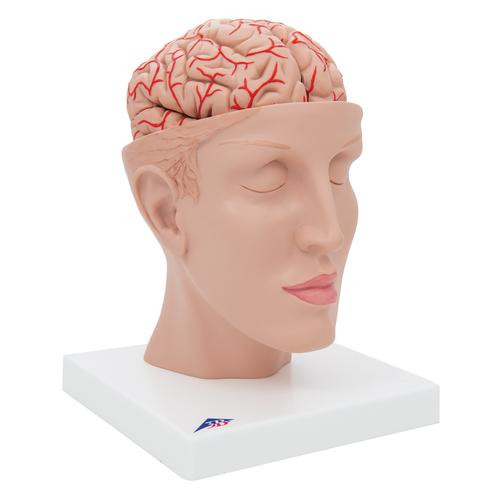 3B Scientific - Half Human Head with Deluxe Brain with Arteries Anatomy ...