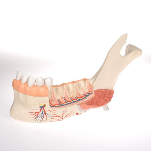 3B Scientific - Advanced Half Lower Jaw Anatomy Model With 8 Dissected ...