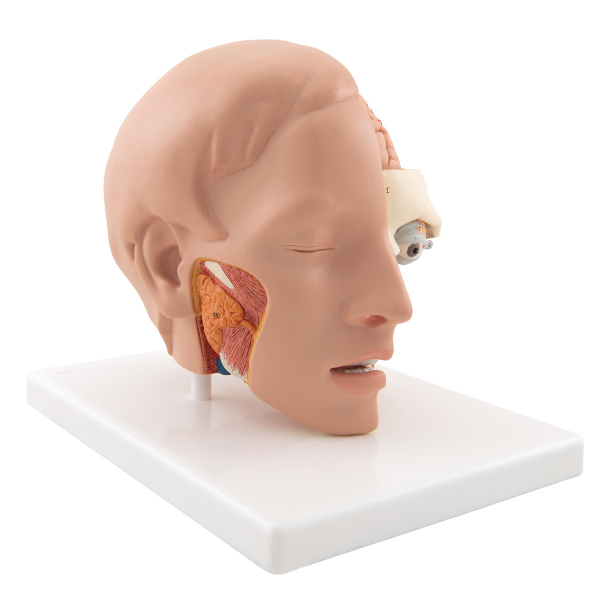 SOMSO 19-Part Life-Size Head and Neck Anatomy Model