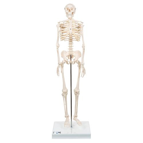 3B Scientific Mini 31" Human Skeleton Anatomy Model | Anatomy Warehouse
