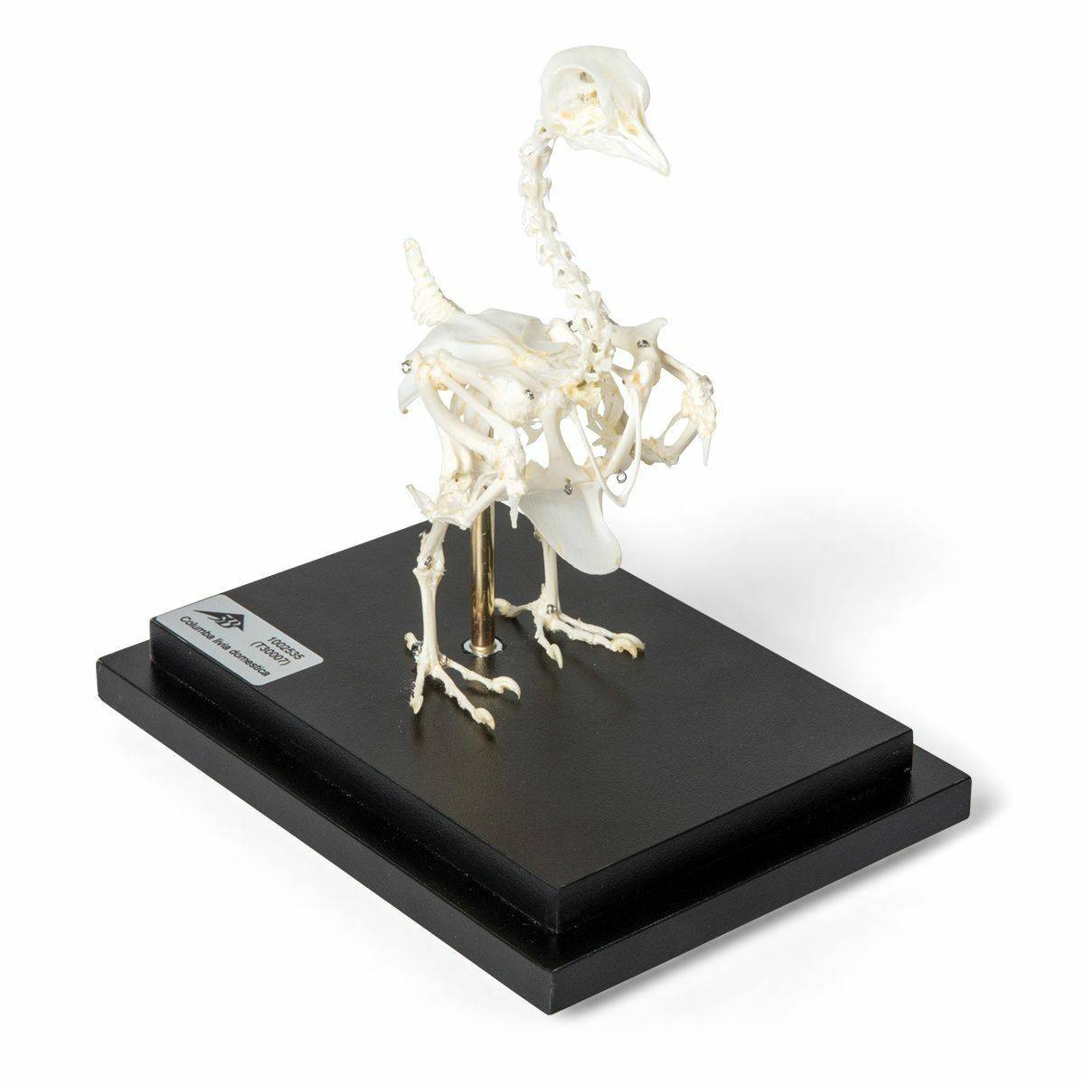 Avian Anatomy