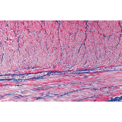 3B Scientific Human Tissues - English Microscope Slides | Anatomy Warehouse