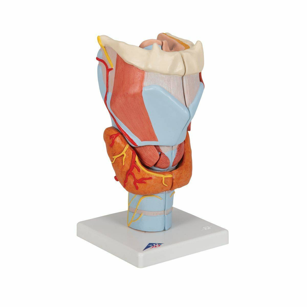 SOMSO Human Larynx with Tongue Premium Anatomy Model | Anatomy Warehouse