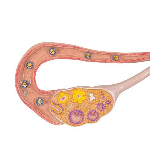 3B Scientific - 2 Stages Of Ovum Anatomy Model