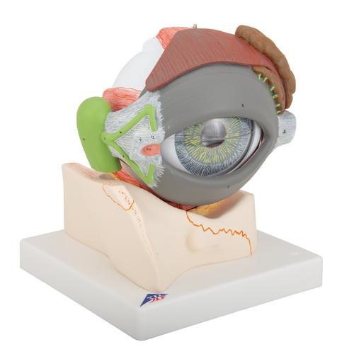 Anatomy Model Eye Changeable Lens