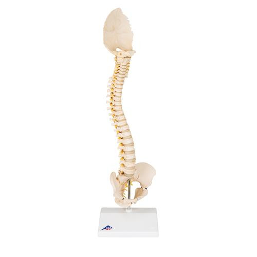 3B Scientific 3B Bonelike Pediatric Spinal Column Anatomy Model ...