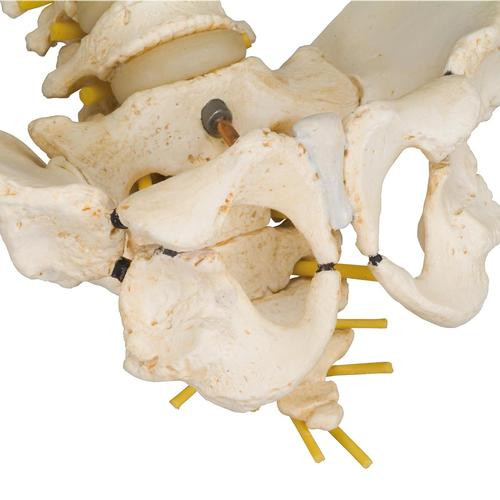 3B Scientific 3B Bonelike Pediatric Spinal Column Anatomy Model ...