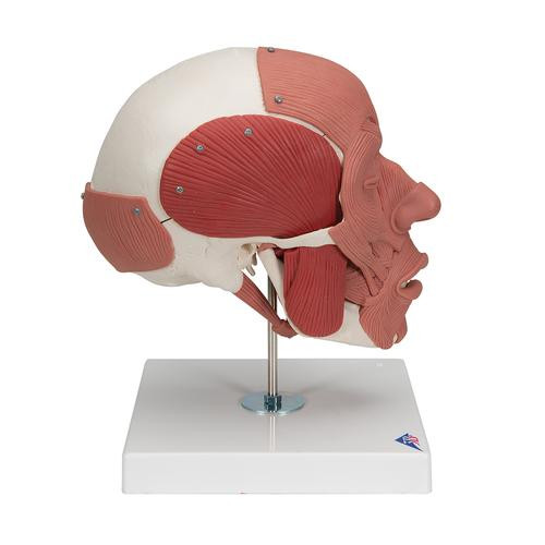 3B Scientific Human Skull with Facial Muscles | Anatomy Warehouse