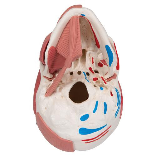 3B Scientific Human Skull with Facial Muscles | Anatomy Warehouse