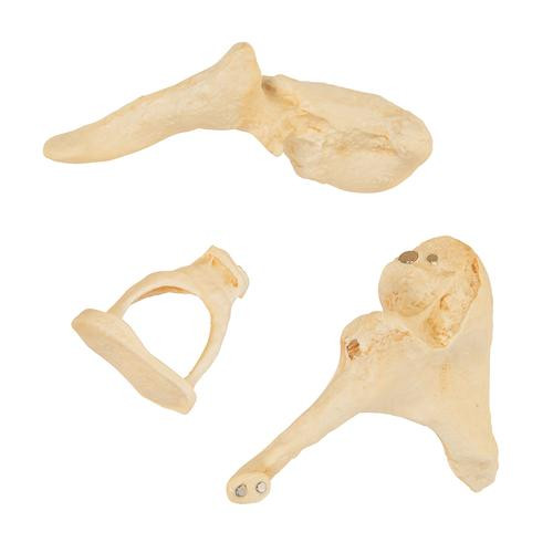 3B Scientific Ossicle Model, 20 Times Life Size Bonelike | Anatomy ...