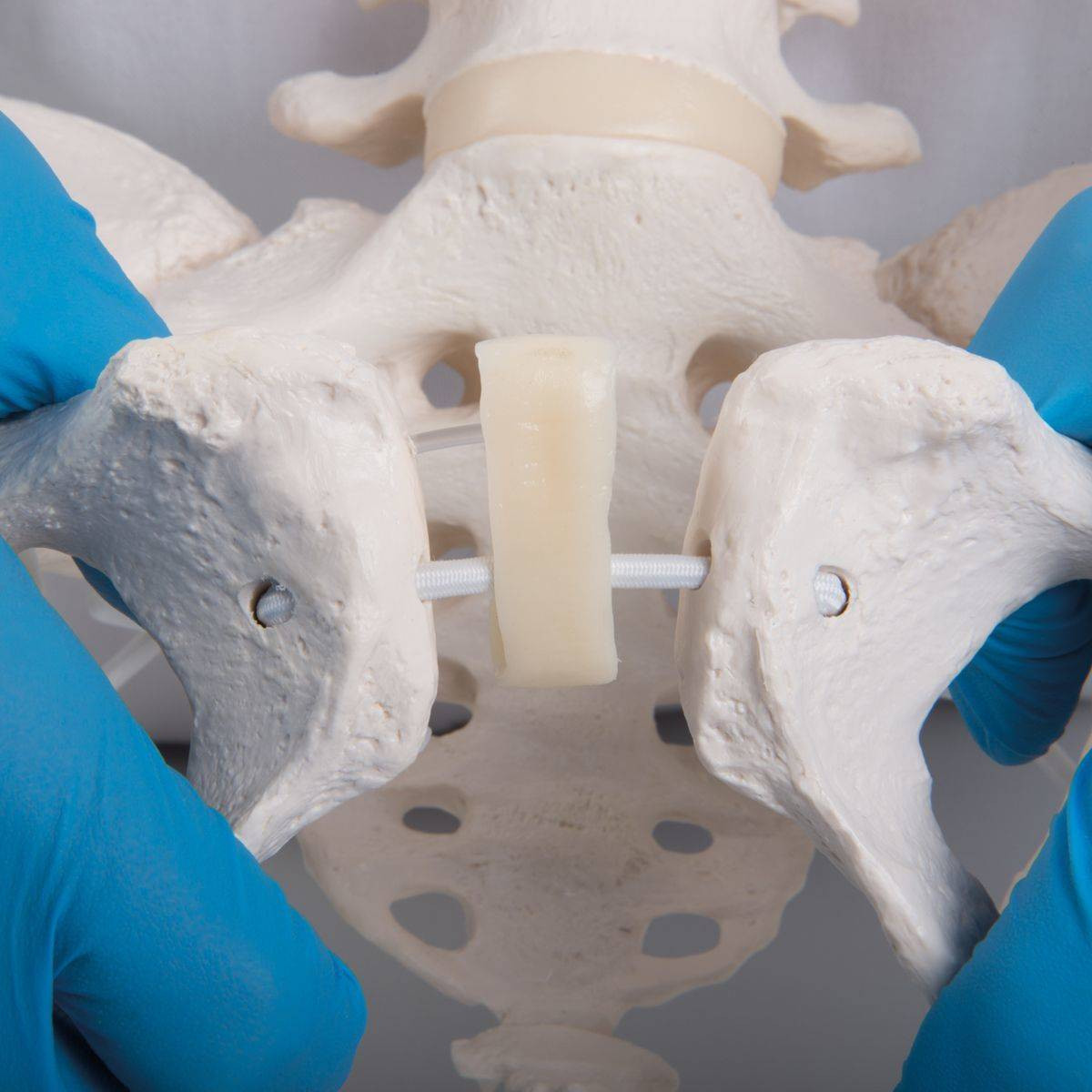 3B Scientific - Flexible Female Pelvis Including Femur Heads with ...
