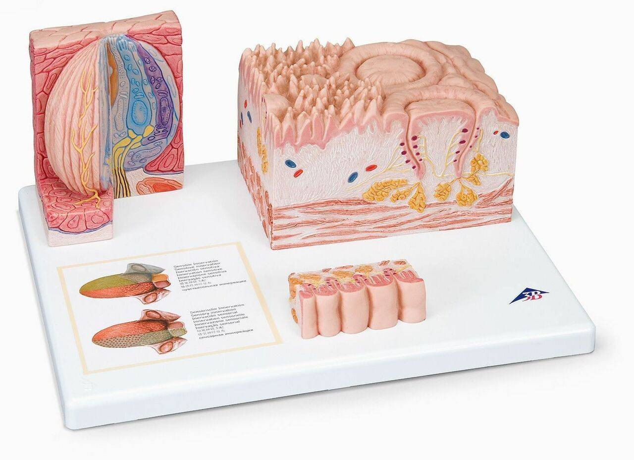 Anatomy Model Tongue