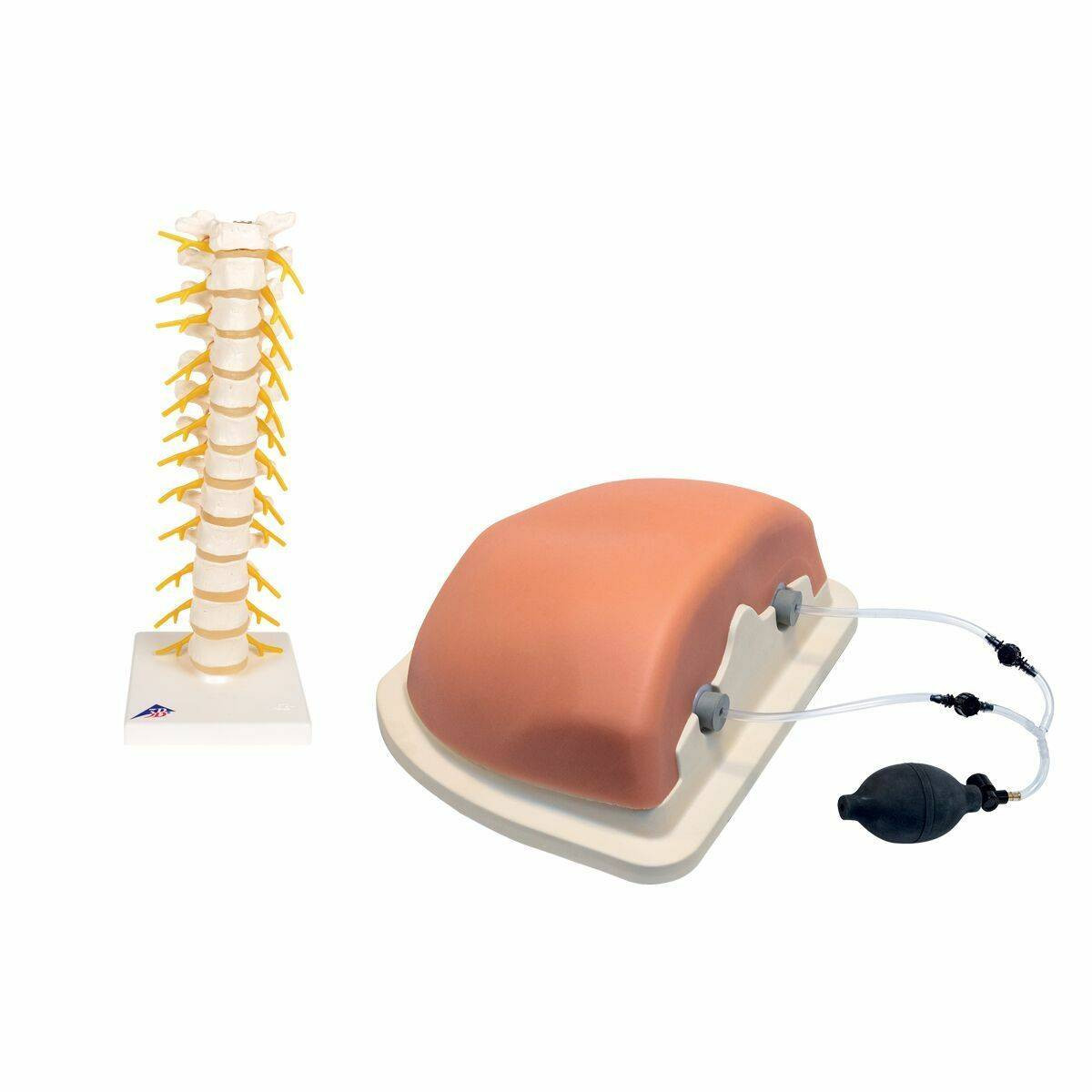3B Scientific - Thoracic Spinal Injection Trainer Kit