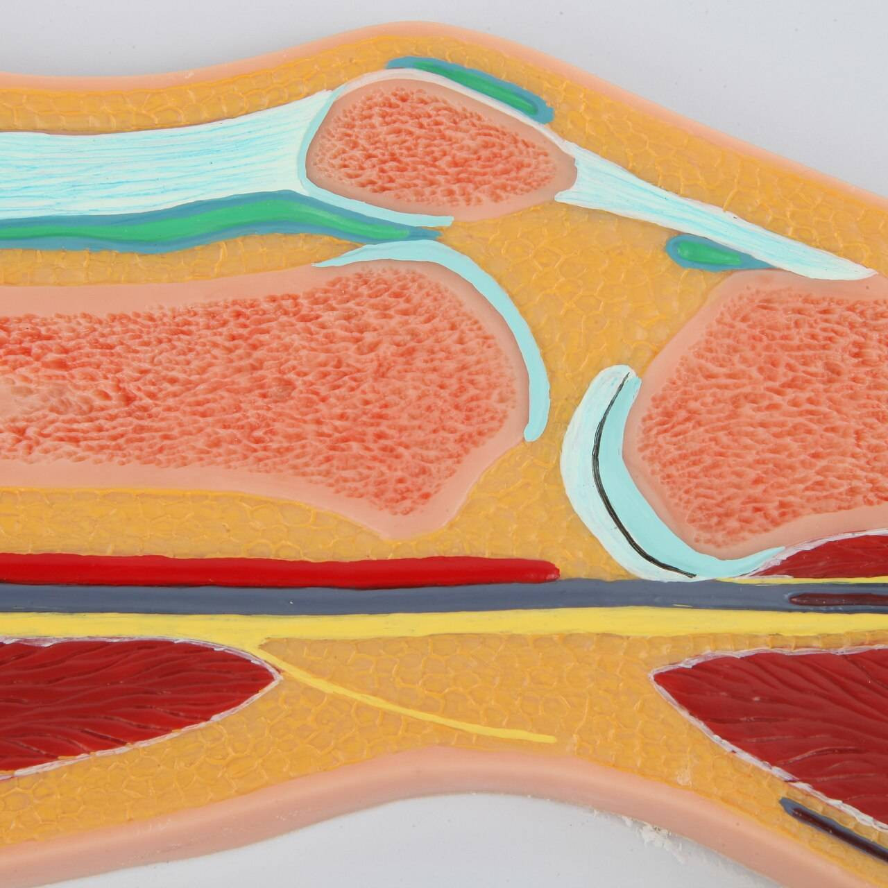 Anatomy Model Functional Knee Joint