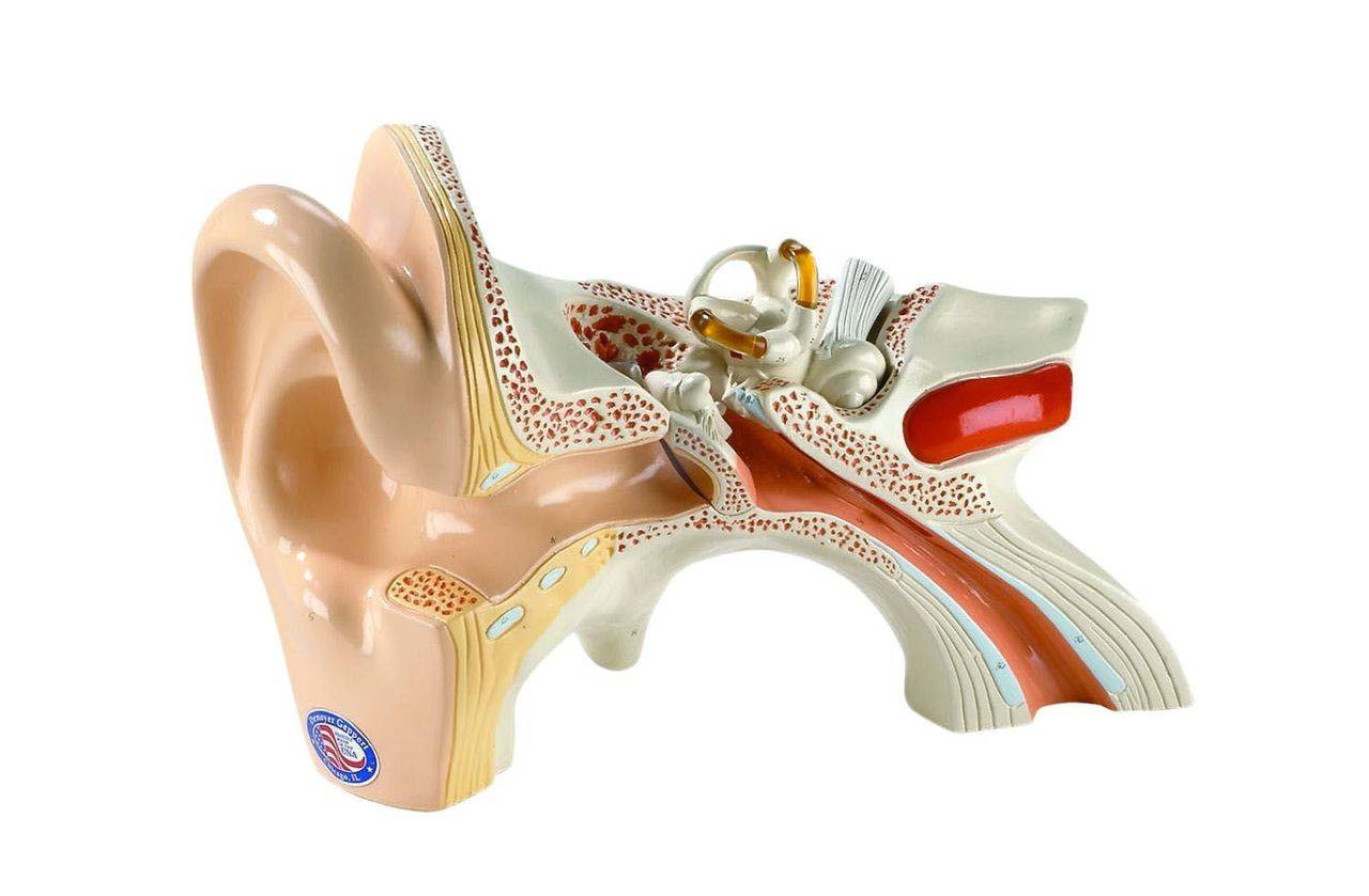 Anatomy Model Auditory Ossicles
