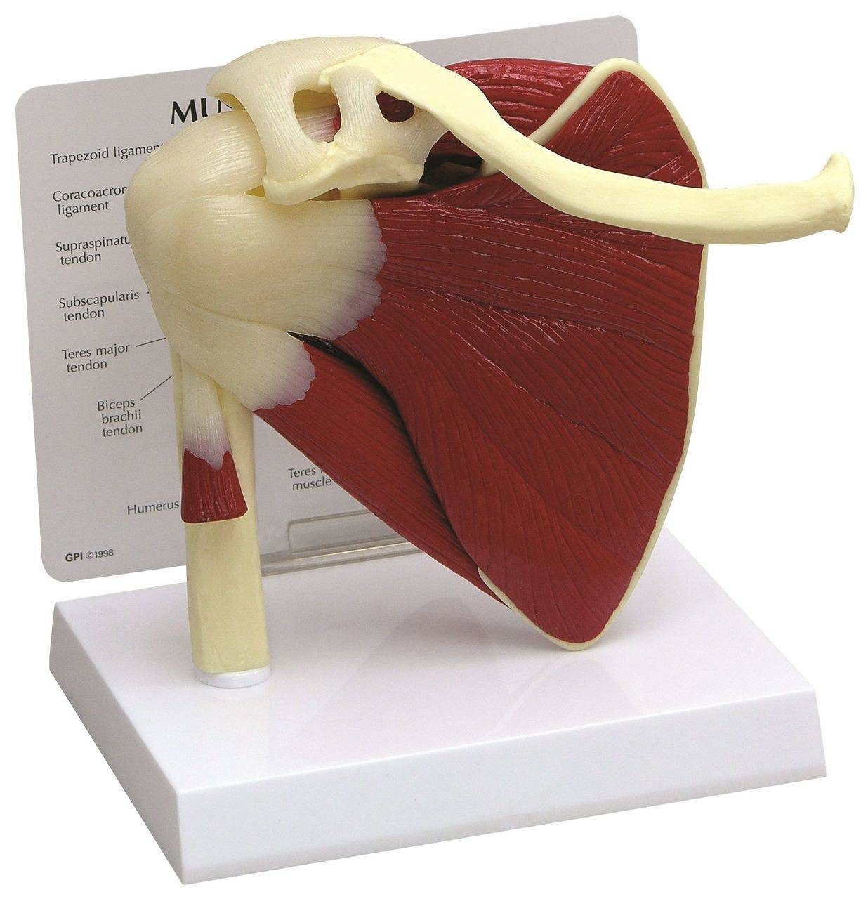 GPI Anatomicals Muscled Shoulder Joint Anatomy Model | Anatomy Warehouse