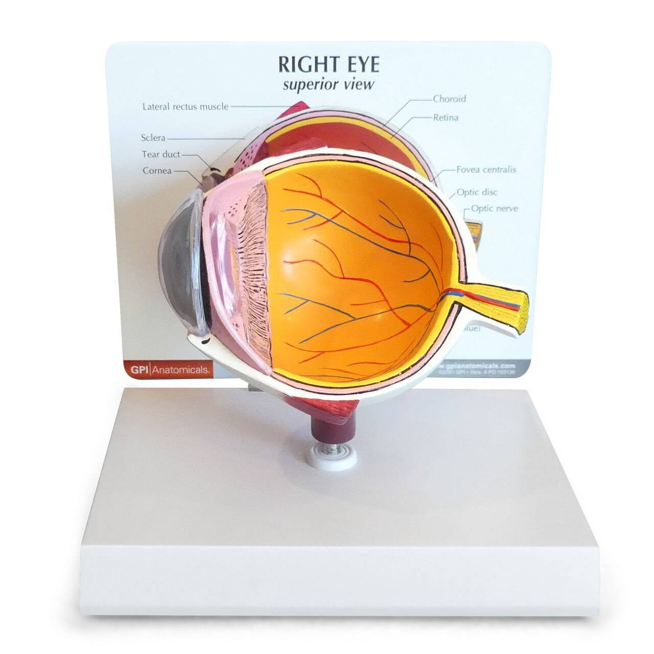 Anatomy Model Eye Cutaway