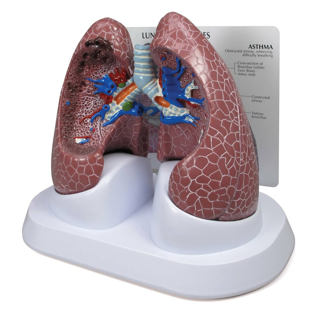Anatomy Model Heart and Lung Canine