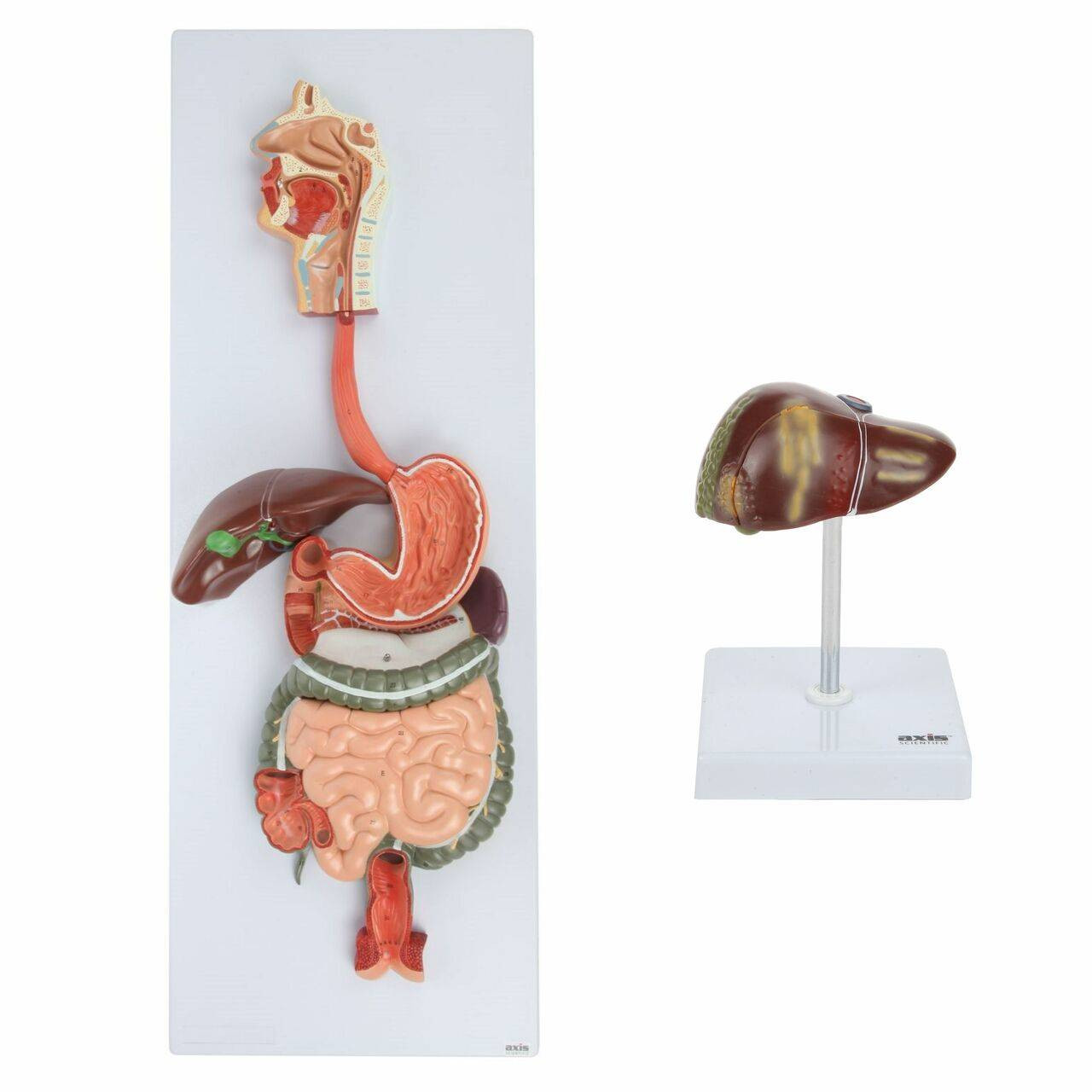 Axis Scientific Liver Anatomy Model Set | Anatomy Warehouse