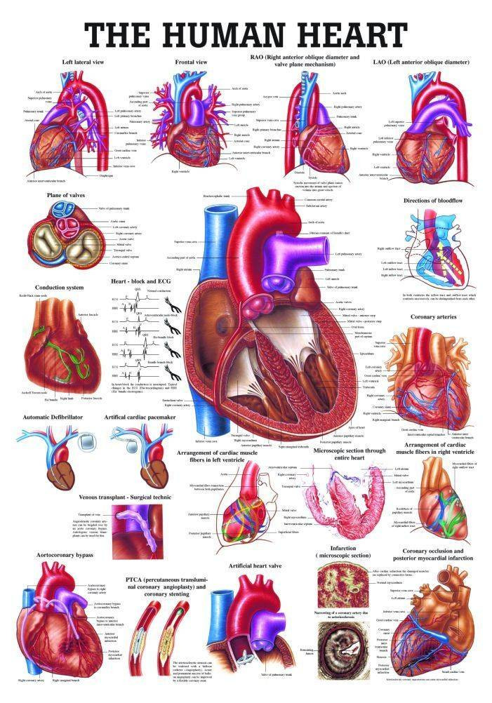 Rudiger Anatomie The Human Heart Laminated Anatomy Chart | Anatomy ...