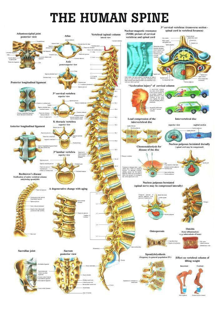 Rudiger Anatomie The Human Spine Laminated Anatomy Chart | Anatomy ...