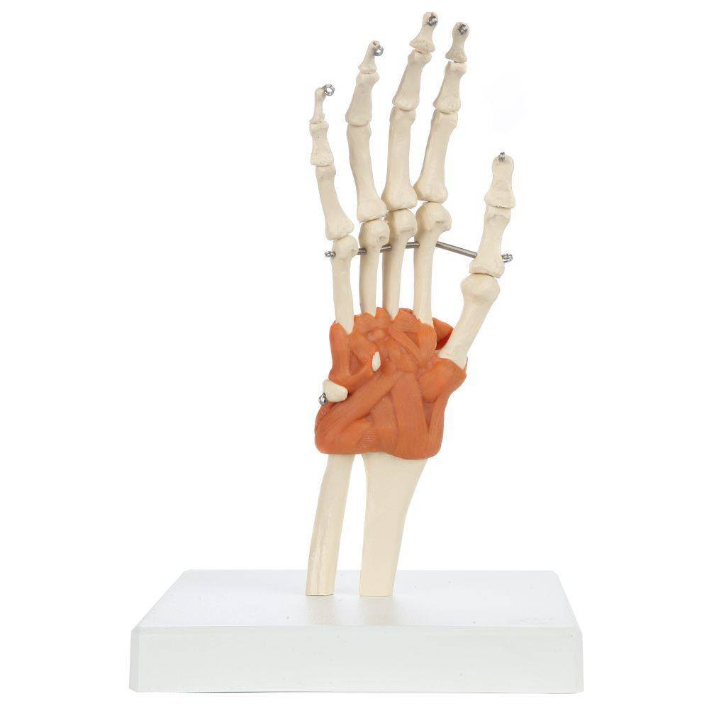 Hand Skeleton Anatomy Model with Elastic Ligaments