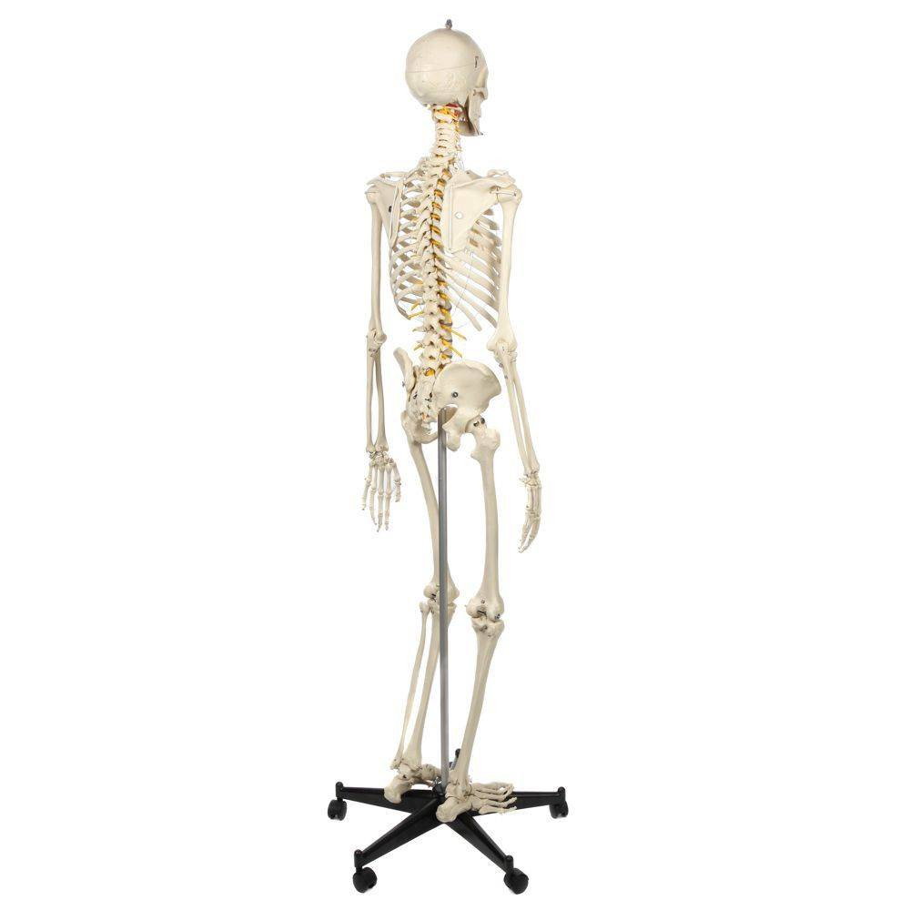 Rudiger Anatomie - Rudiger Anatomie Premium Highly Flexible Physio Skeleton