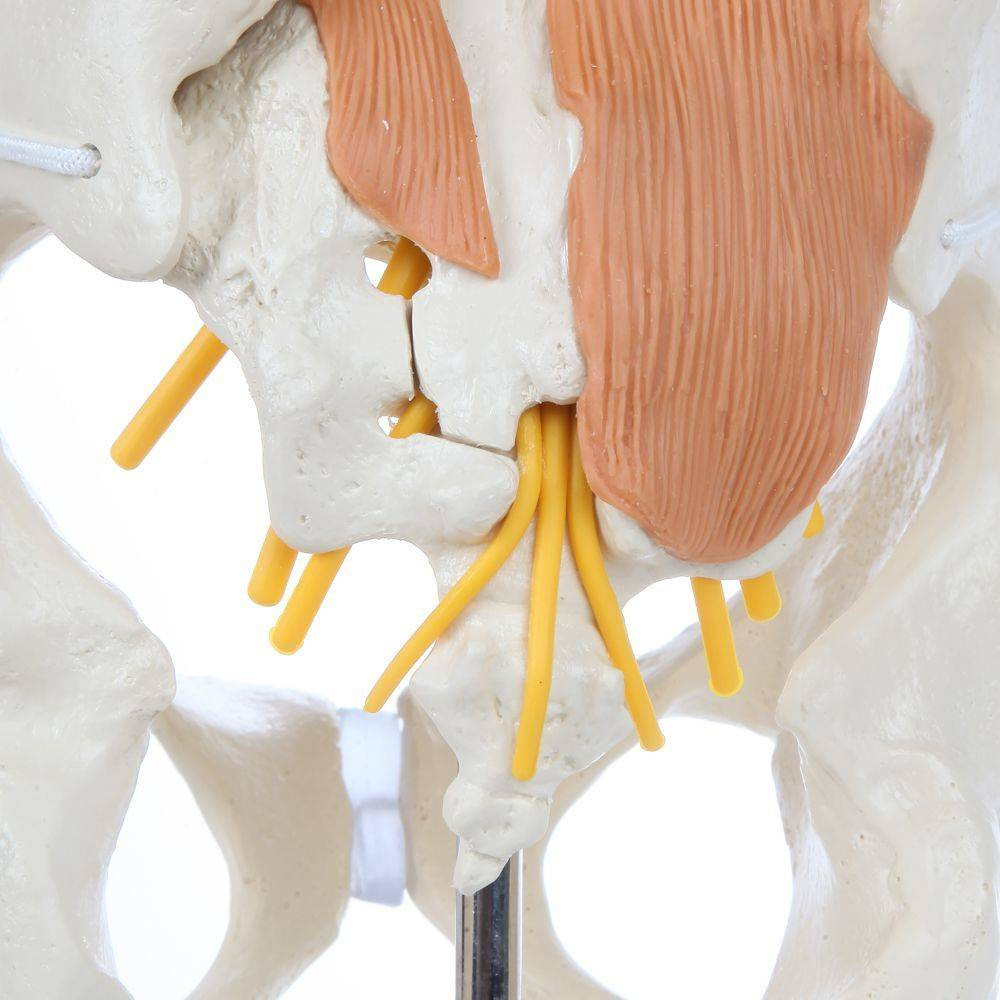 Rudiger Anatomie Premium Female Flexible Spine with Pelvic Floor ...