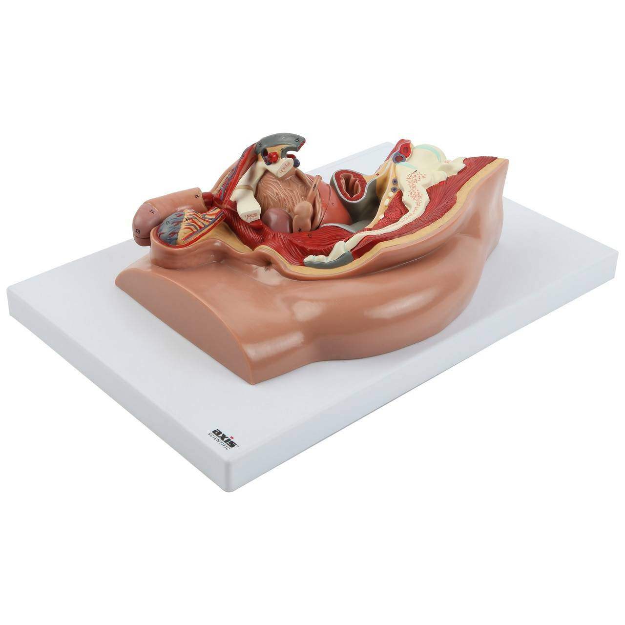 Axis Scientific - 4-Part Median Section Male Pelvis Anatomy Model