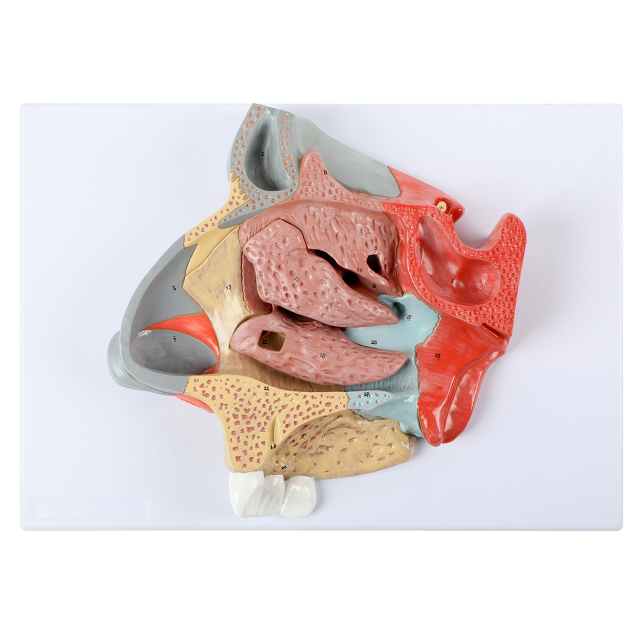 Nasal Cavity Structure