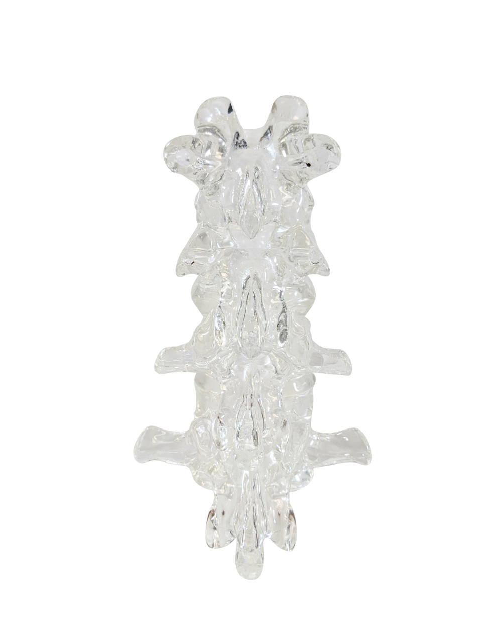 Encoris - FlexBone Training Model - Thoracic and Lumbar Spine, T11 to L2