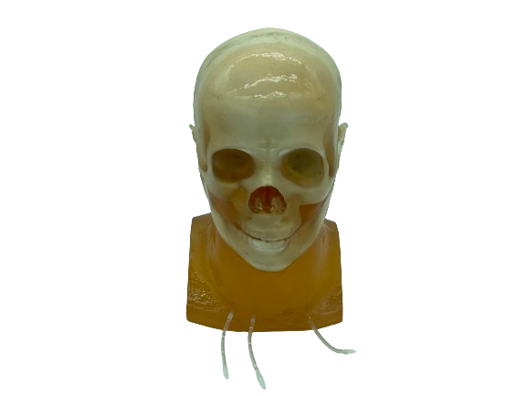 True Phantom - Standard Adult Head Phantom Model