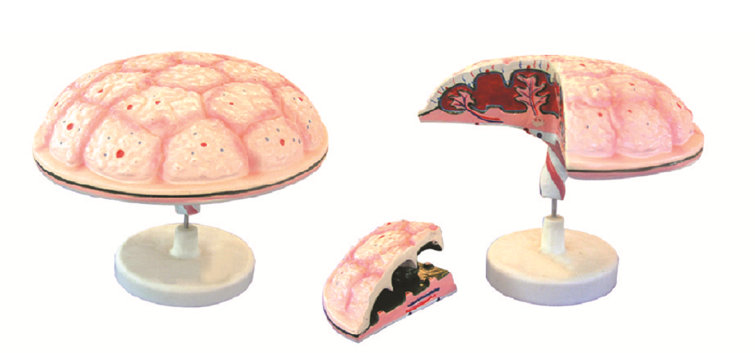Anatomy Lab - Placenta Model
