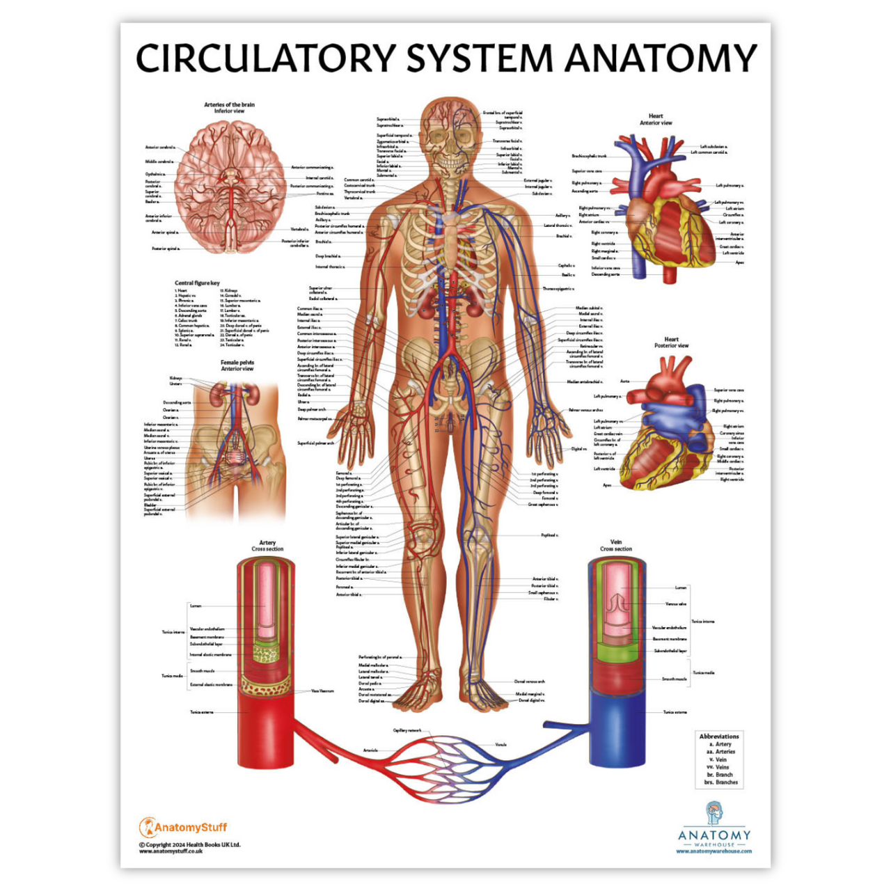 human arteries chart