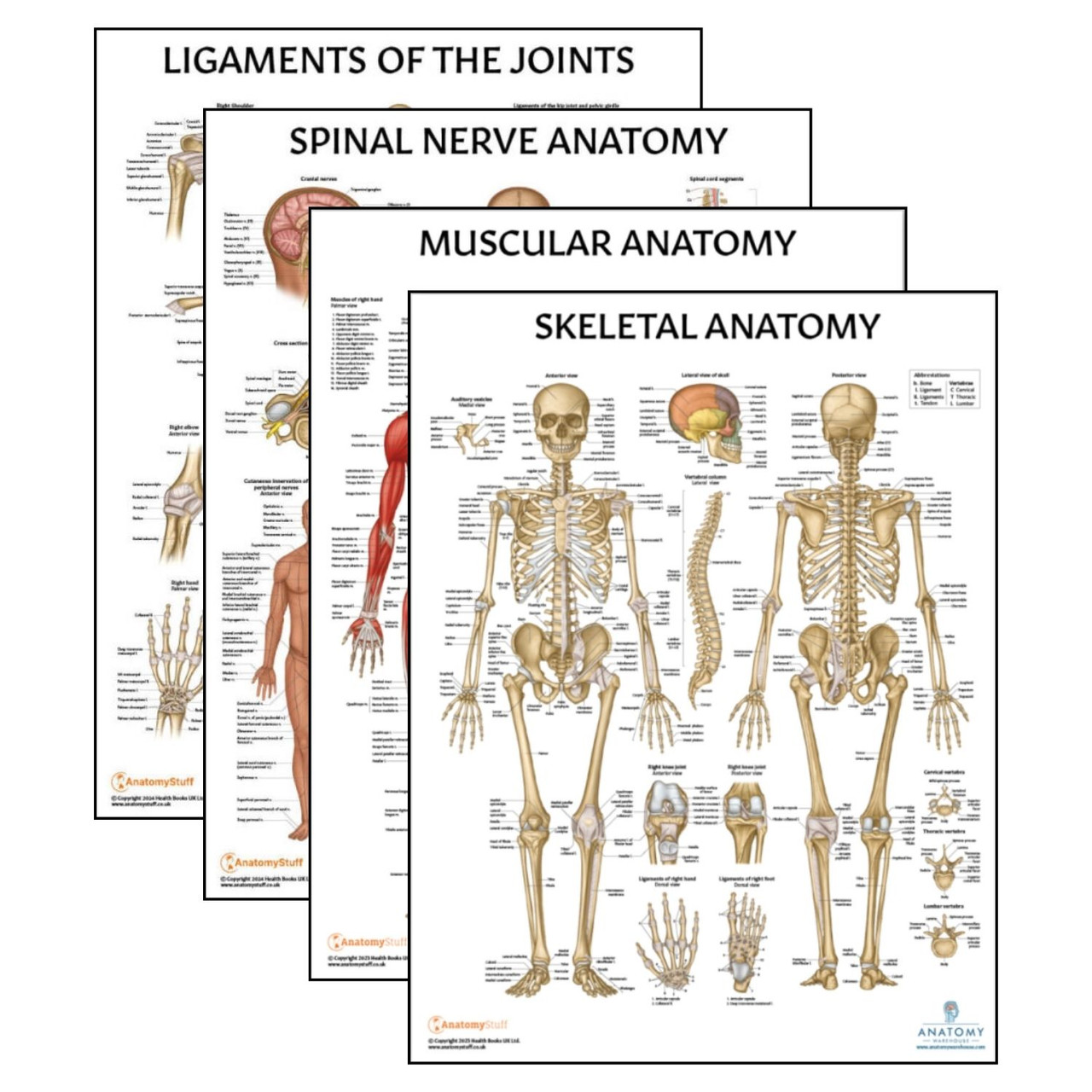 Anatomy Lab - The Skeletal and Muscular System with Ligaments of the ...