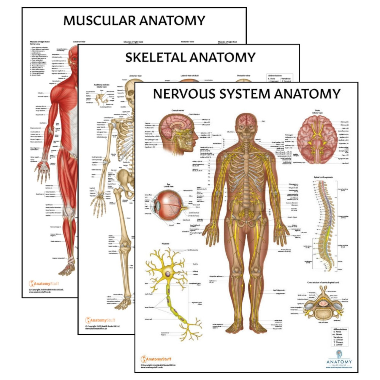 Anatomy Lab - The Skeletal, Muscular, and Nervous System Laminated ...