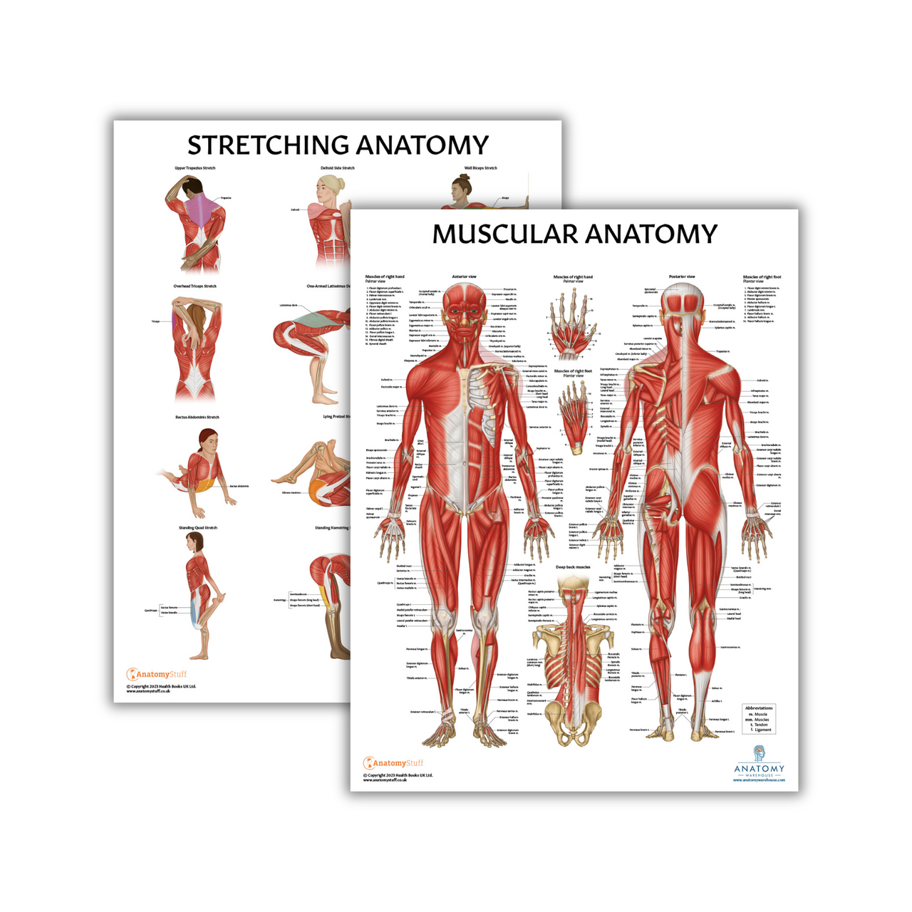 Anatomy Lab - The Muscular System and Stretching Fitness Laminated ...