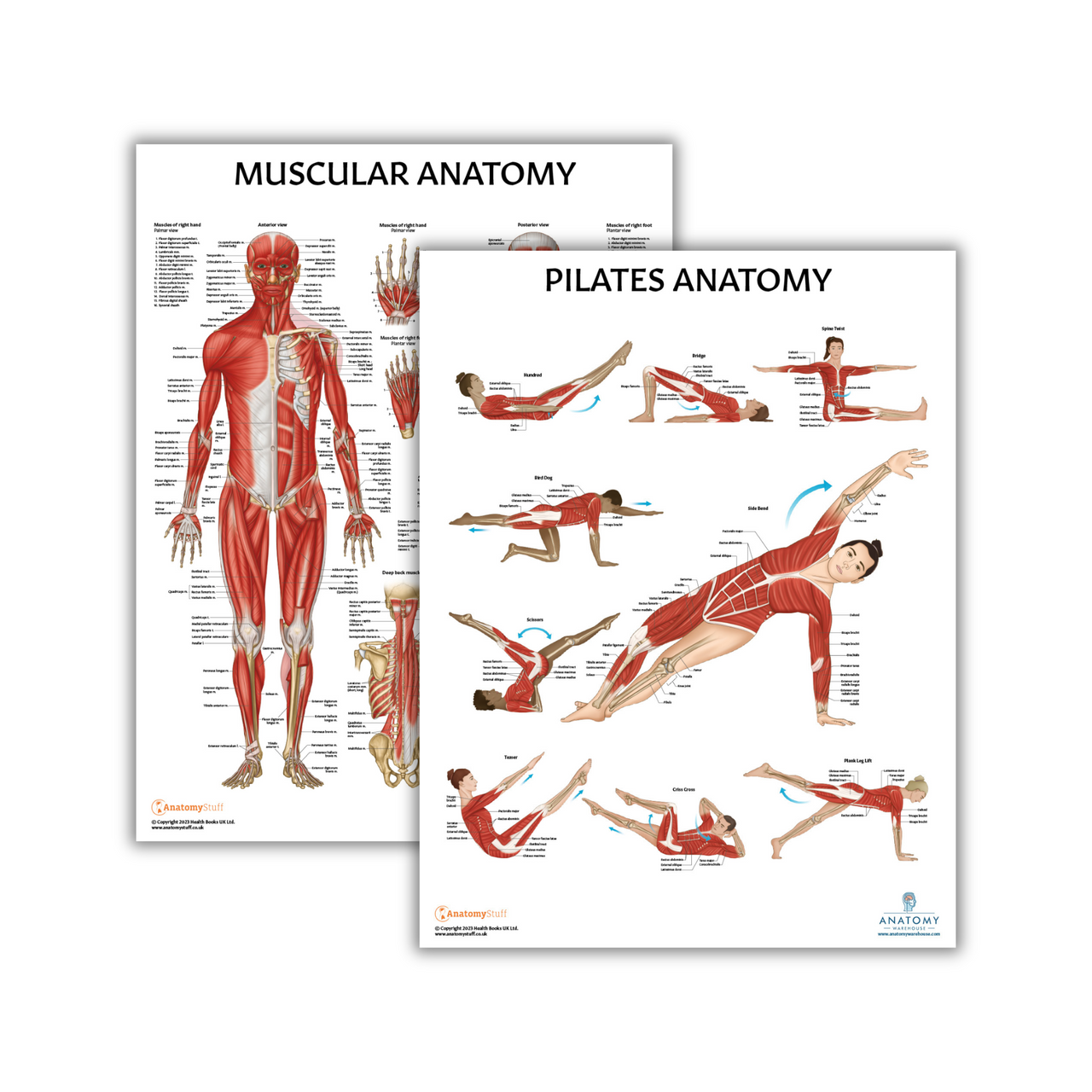 Anatomy Lab - The Muscular System and Pilates Fitness Laminated Poster Set