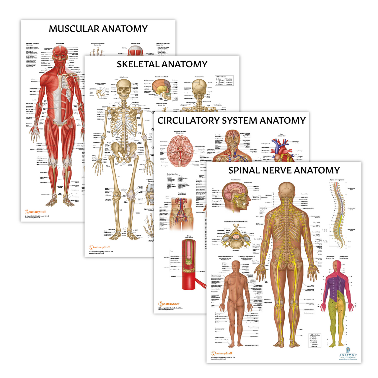 Skeletal Muscles Diagram For Kids Muscular System Diagram Unlabeled