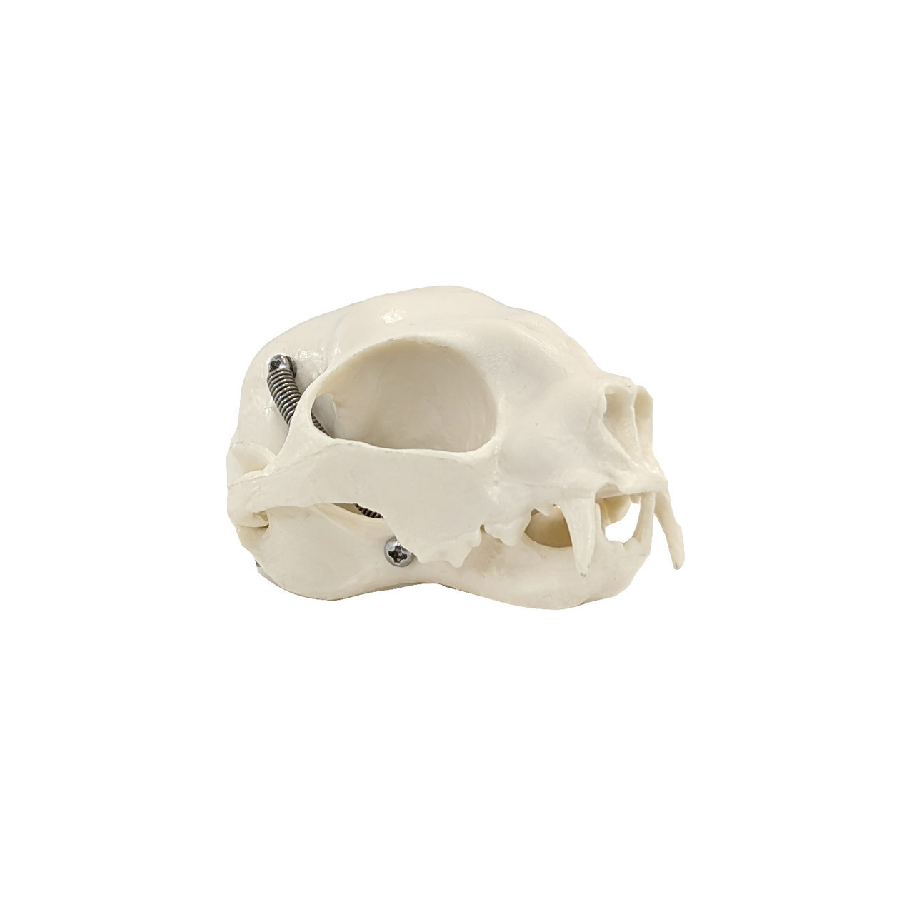 Axis Scientific - Cat Skull Anatomy Model, Natural Size, Articulated