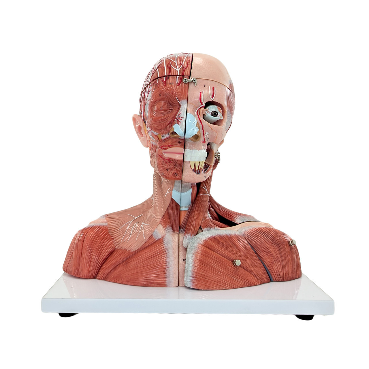 Axis Scientific - Life-Size Head and Neck Anatomy Model, 19-Parts, Numbered