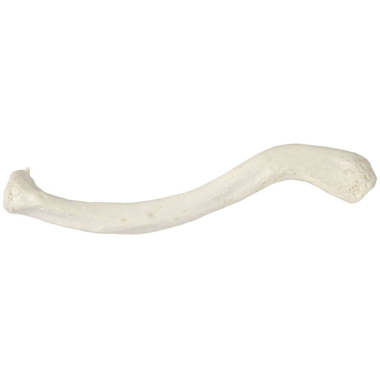 Real Clavicle Bone