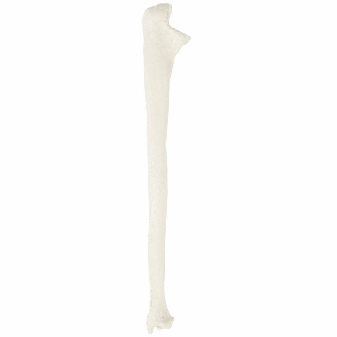 Ulna Anatomy