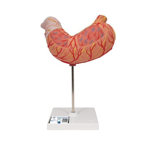 PVC Medical Education Stomach Model 4D Stomach Anatomy Model ...