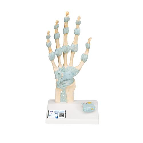 3B Scientific - Hand Skeleton Anatomy Model With Ligaments