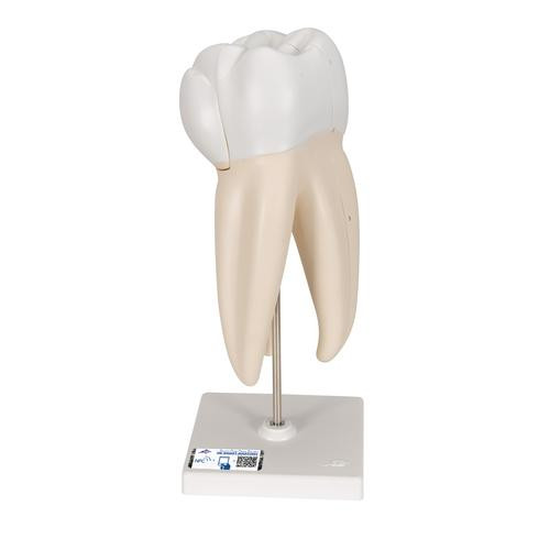 3B Scientific - Upper Triple-Root Molar Tooth Anatomy Model