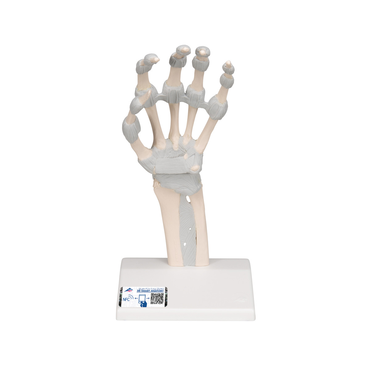 3B Scientific - Hand Skeleton Anatomy Model with Elastic Ligaments